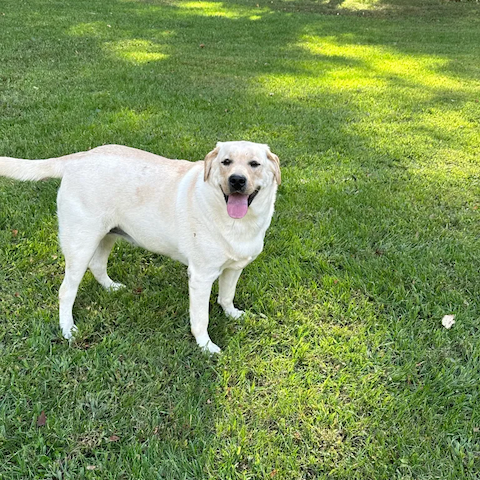 AKC Registered Lab Puppies | Doerners Star Labs